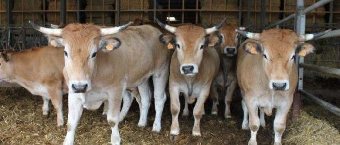 Un élevage extensif