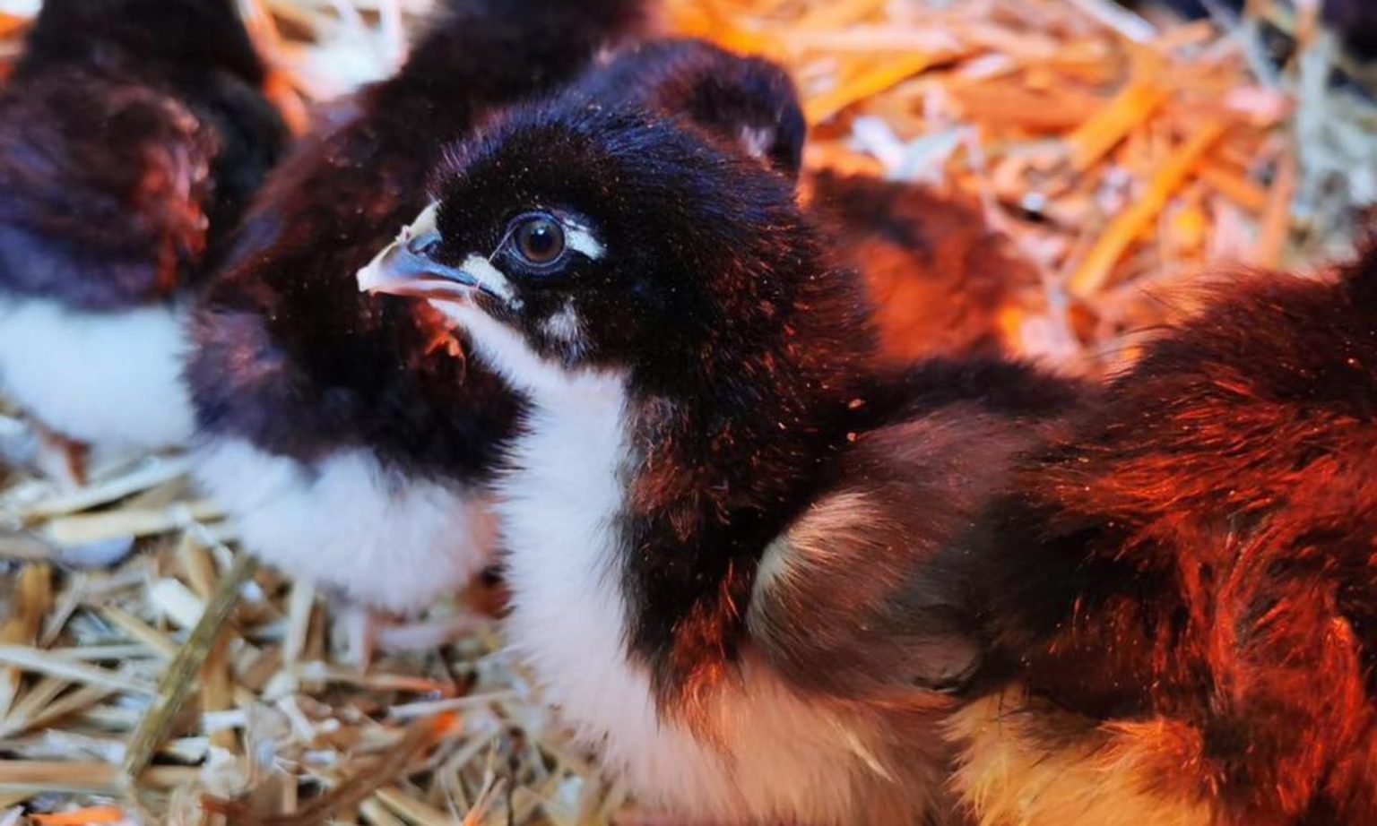 Notre élevage de Poules pondeuses de race Marans – Ferme de Bonneville